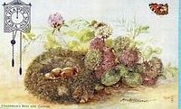 CHAFFINCHES NEST AND CLOVER - TuckDB Postcards