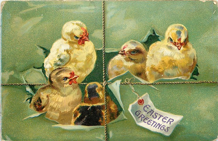 EASTER GREETINGS five chicks breaking through green package, string ...
