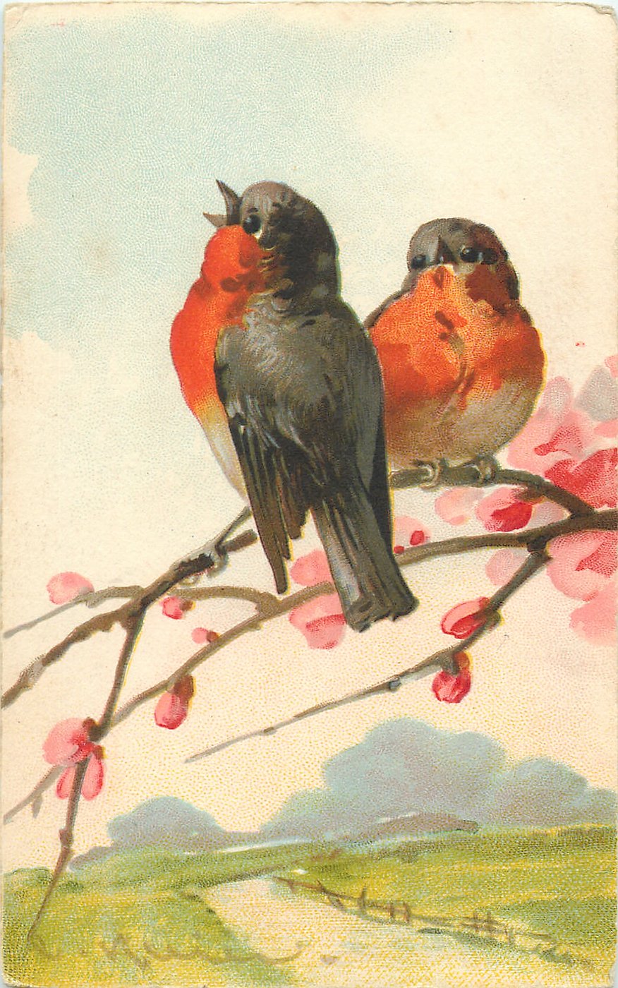 two red breasted robins - TuckDB Postcards