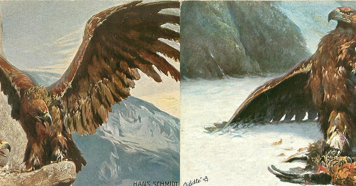 Set: ADLER the eagle, king of birds - TuckDB Postcards