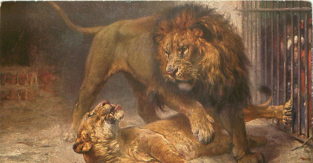 Set: lions - TuckDB Postcards