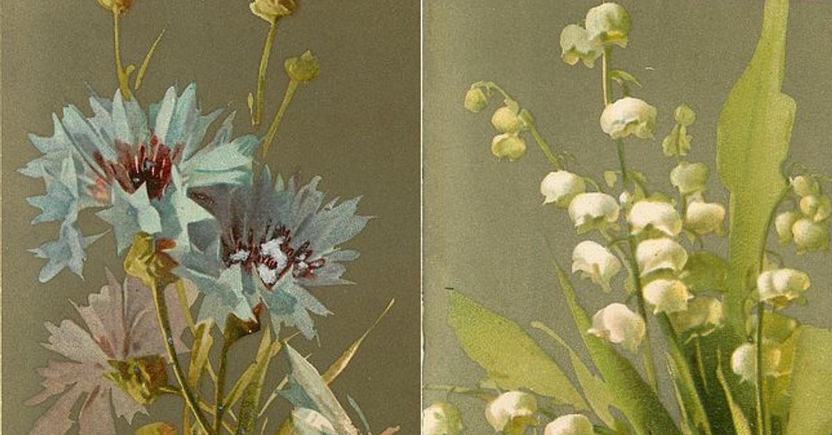 Set: Klein flowers, French - TuckDB Postcards