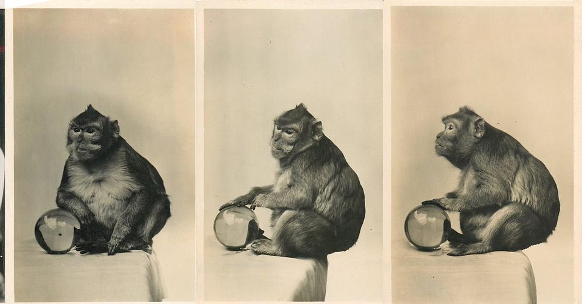 Set: JUDY, THE FAMOUS LUCK-BRINGING MONKEY days of the week, unnumbered ...